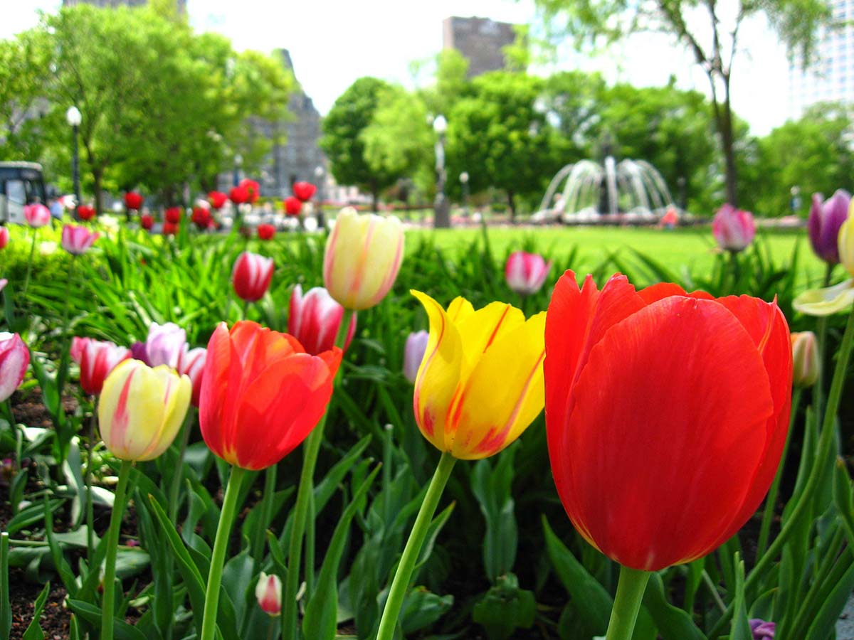 Como se preparar para primavera em Quebec: Seu Guia Completo | Você no ...